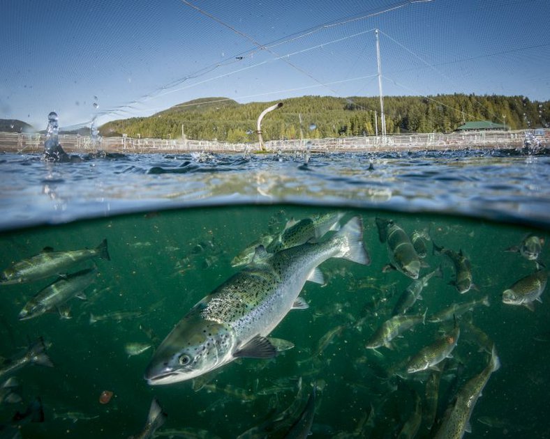 Fisch im Depot macht den Anleger froh: Der ECOreporter-Fischfondstest